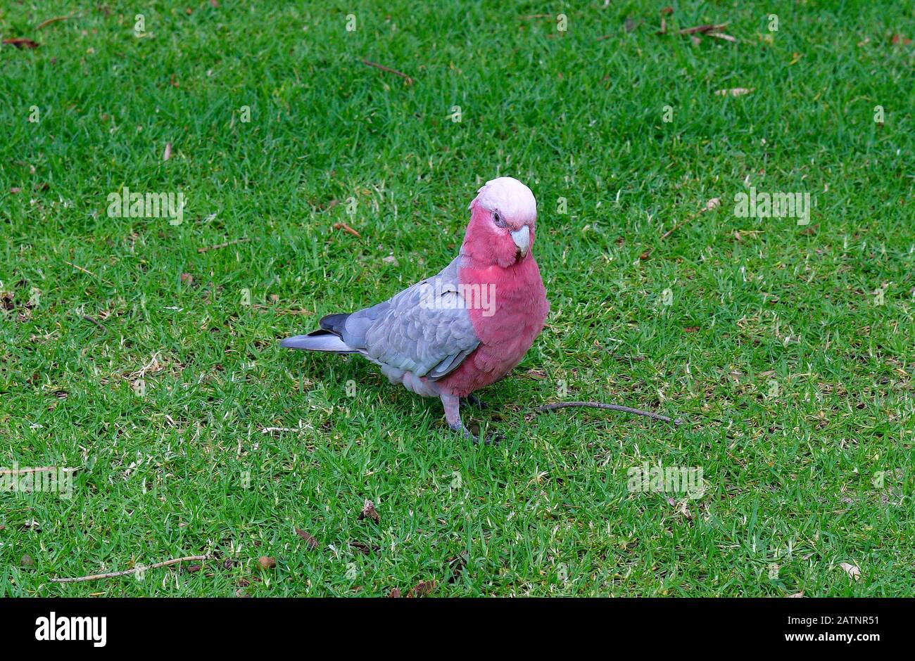 Grey cockatoo hi-res stock photography and images - Alamy