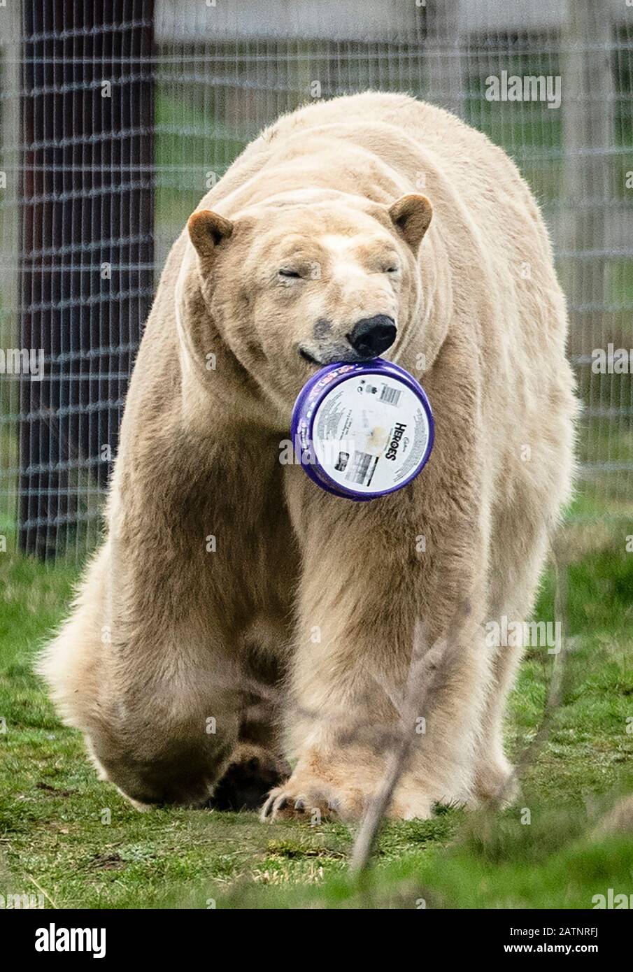 Rasputin the polar bear is unveiled at the Yorkshire Wildlife Park ...