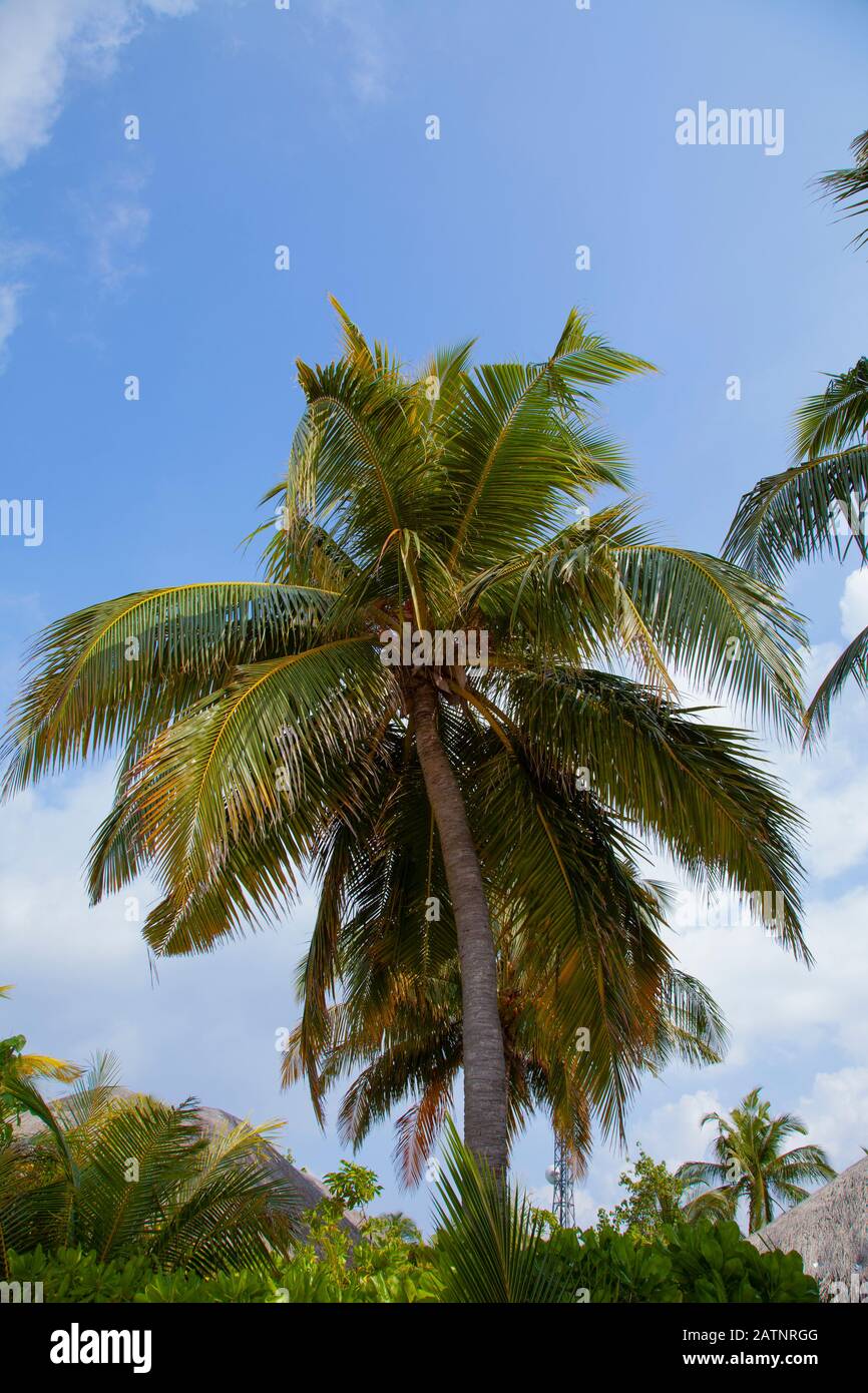 palm tree in the Maldives, beautiful blue sky Stock Photo - Alamy