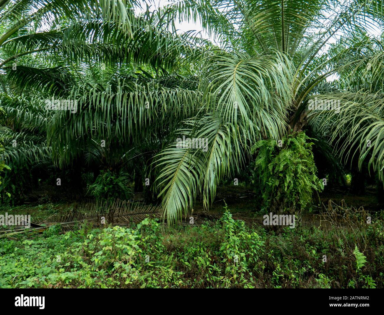 Crude palm oil hi-res stock photography and images - Alamy