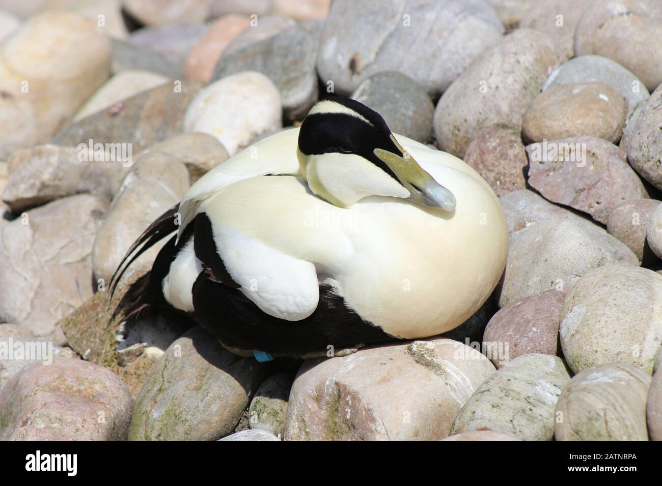 Sitting duck hi-res stock photography and images - Alamy