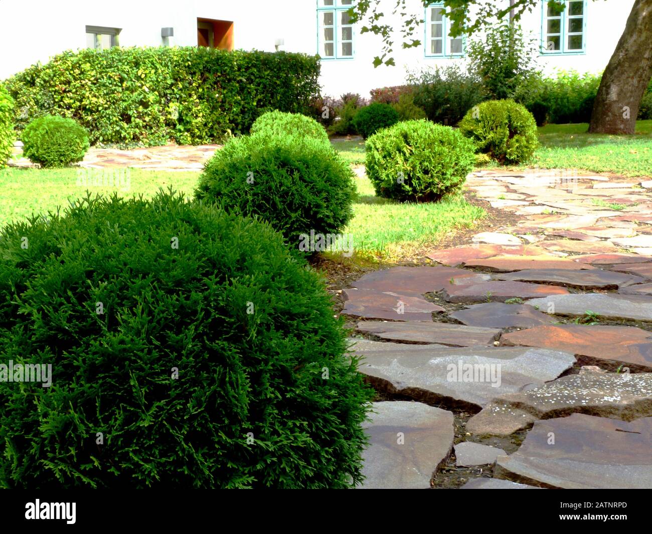 sphere shaped shrub at front in formal garden in bright summer light ...
