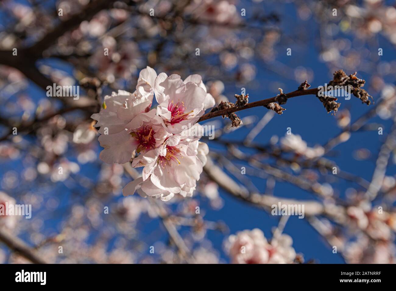 Almond flowers (prunus dulcis) blooming with sunlight Stock Photo - Alamy