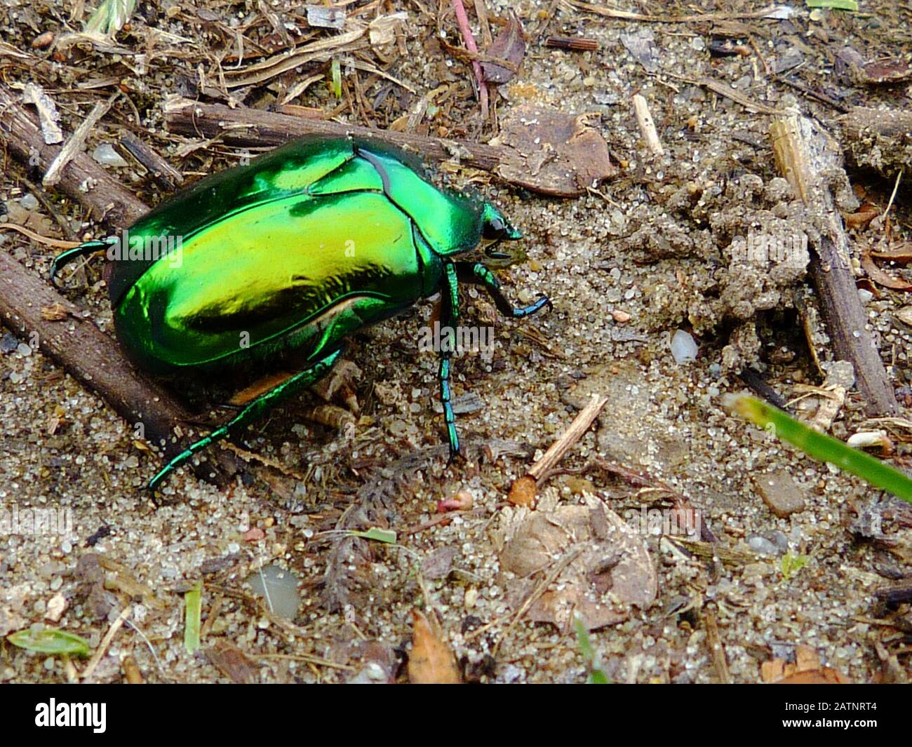 Small gold beetle hi-res stock photography and images - Alamy