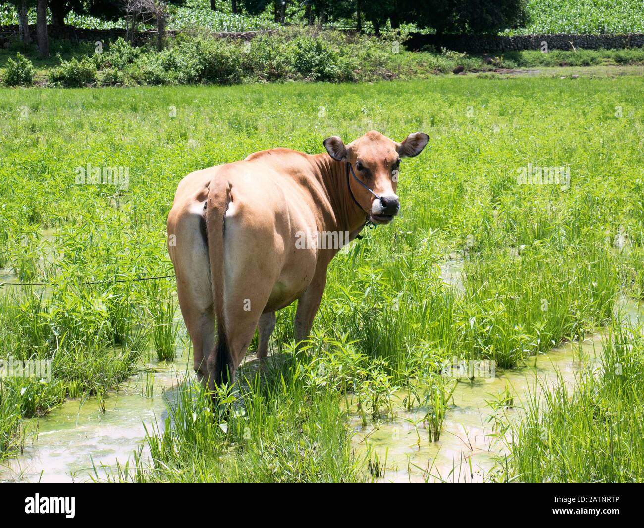 Cow isolated field hi-res stock photography and images - Alamy