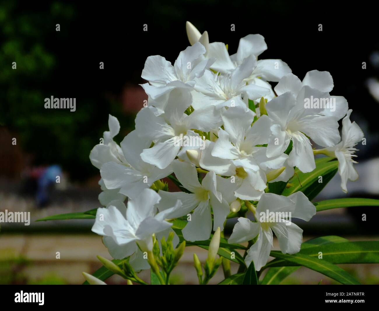 isolated white oleander flower. botanical name Nerium oleander ...