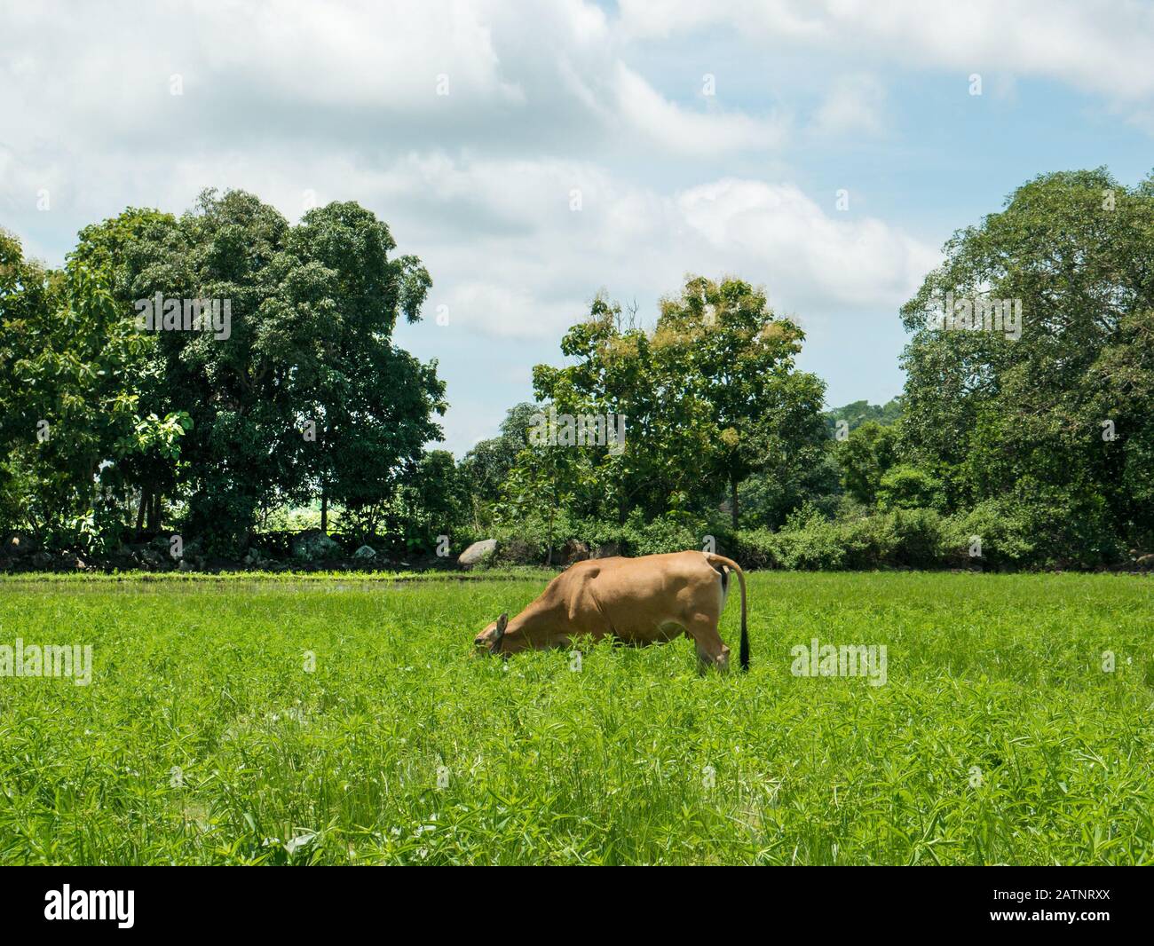 Brown cow on the grass field Stock Photo - Alamy