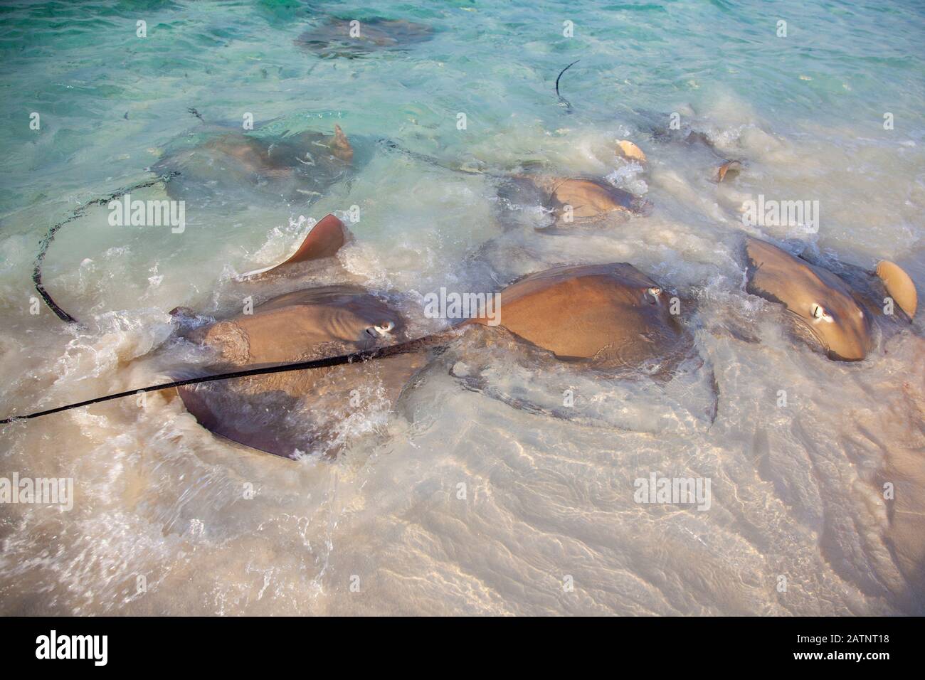Stingrays dangerous animals on the beach at Maldives Stock Photo - Alamy