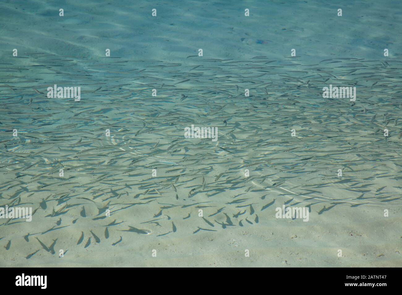 shoal of small fish on the beach Stock Photo - Alamy