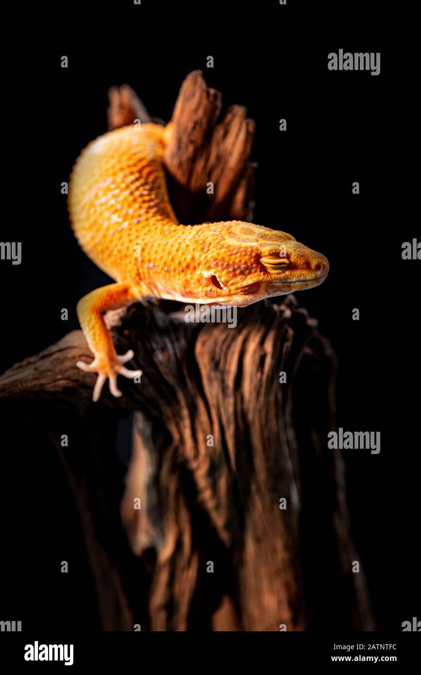 macro photo of leopard gecko on the wood in the forest, isolated on ...