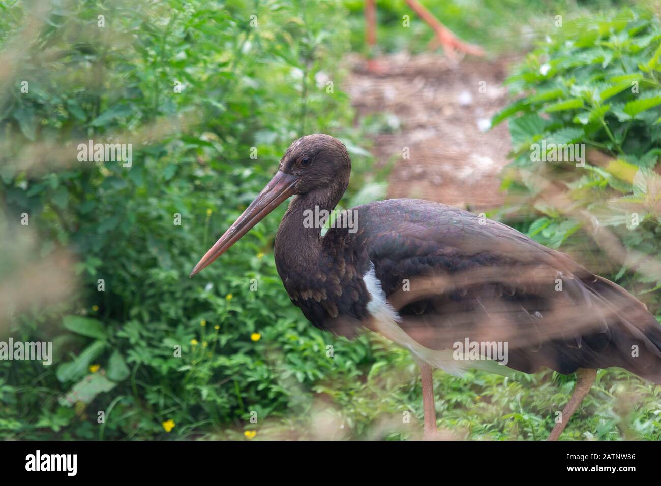 Black Stork in the nature Stock Photo - Alamy