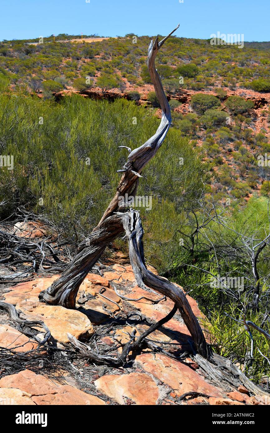 Dead bushland hi-res stock photography and images - Alamy