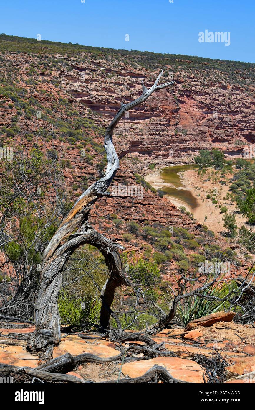 Australia, Kalbarri National Park, landscape with dead tree and ...