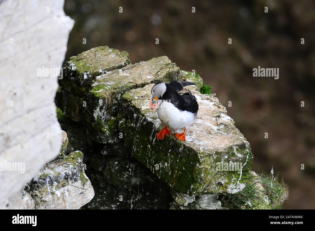 Puffin on Bempton Cliffs, East Yorkshire, UK Stock Photo - Alamy