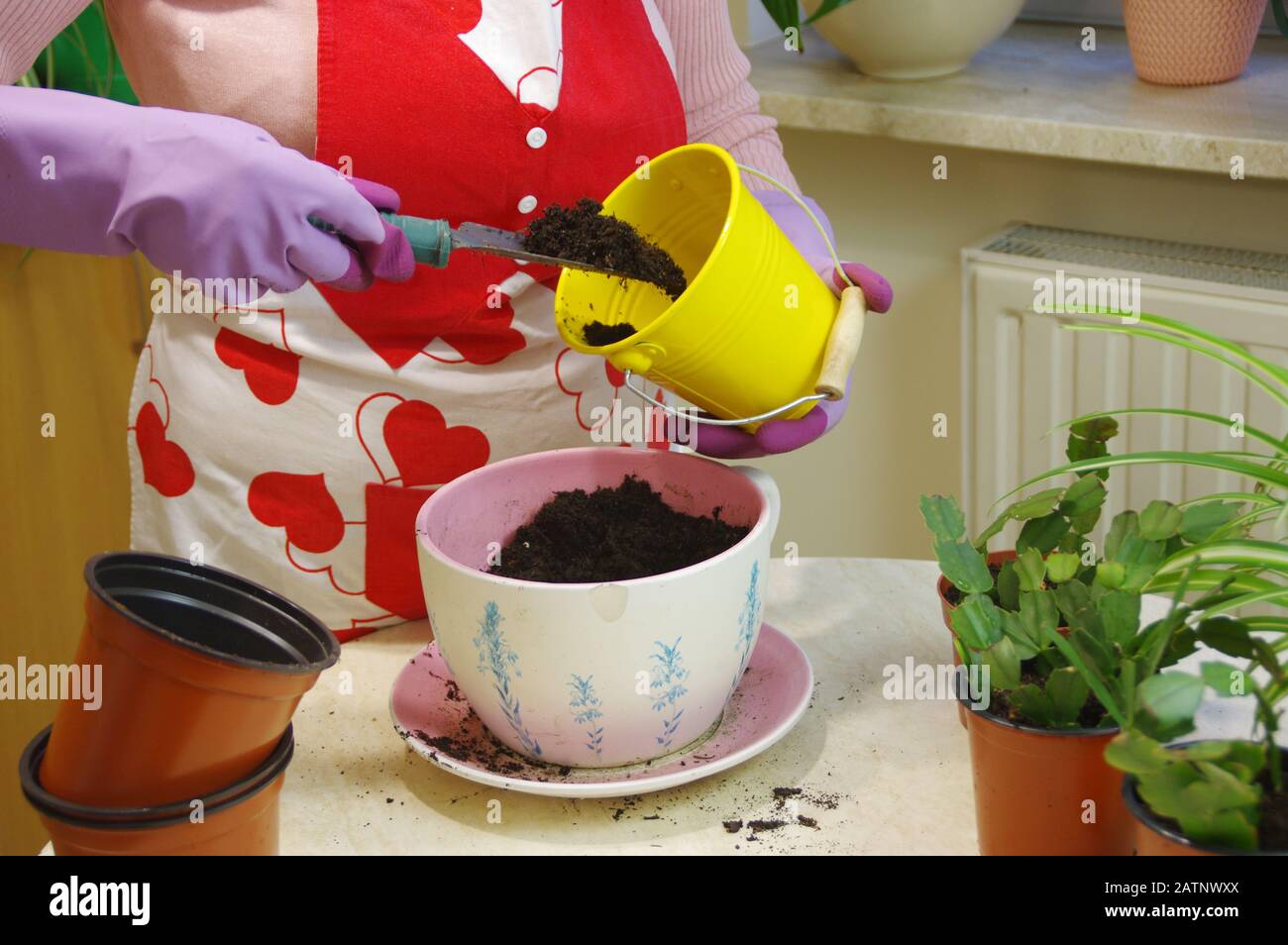 Home gardening. Natural and ecological lifestyle. Women planting ...