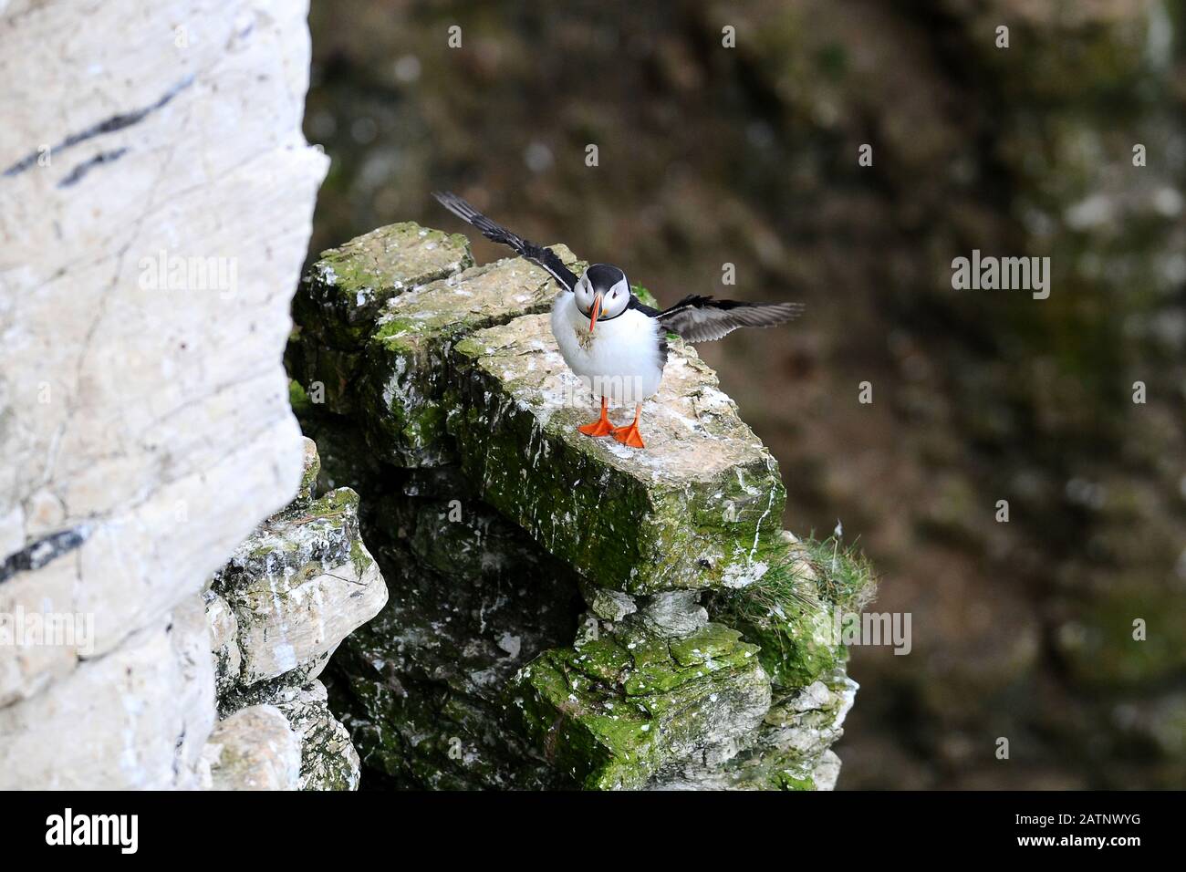 Puffin on Bempton Cliffs, East Yorkshire, UK Stock Photo - Alamy