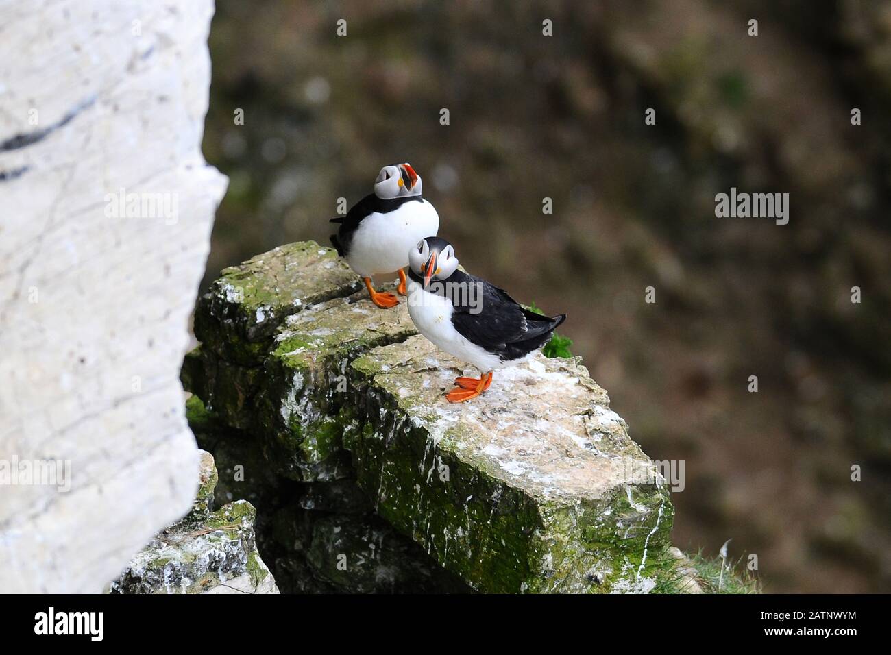 Puffins on Bempton Cliffs, East Yorkshire, UK Stock Photo - Alamy