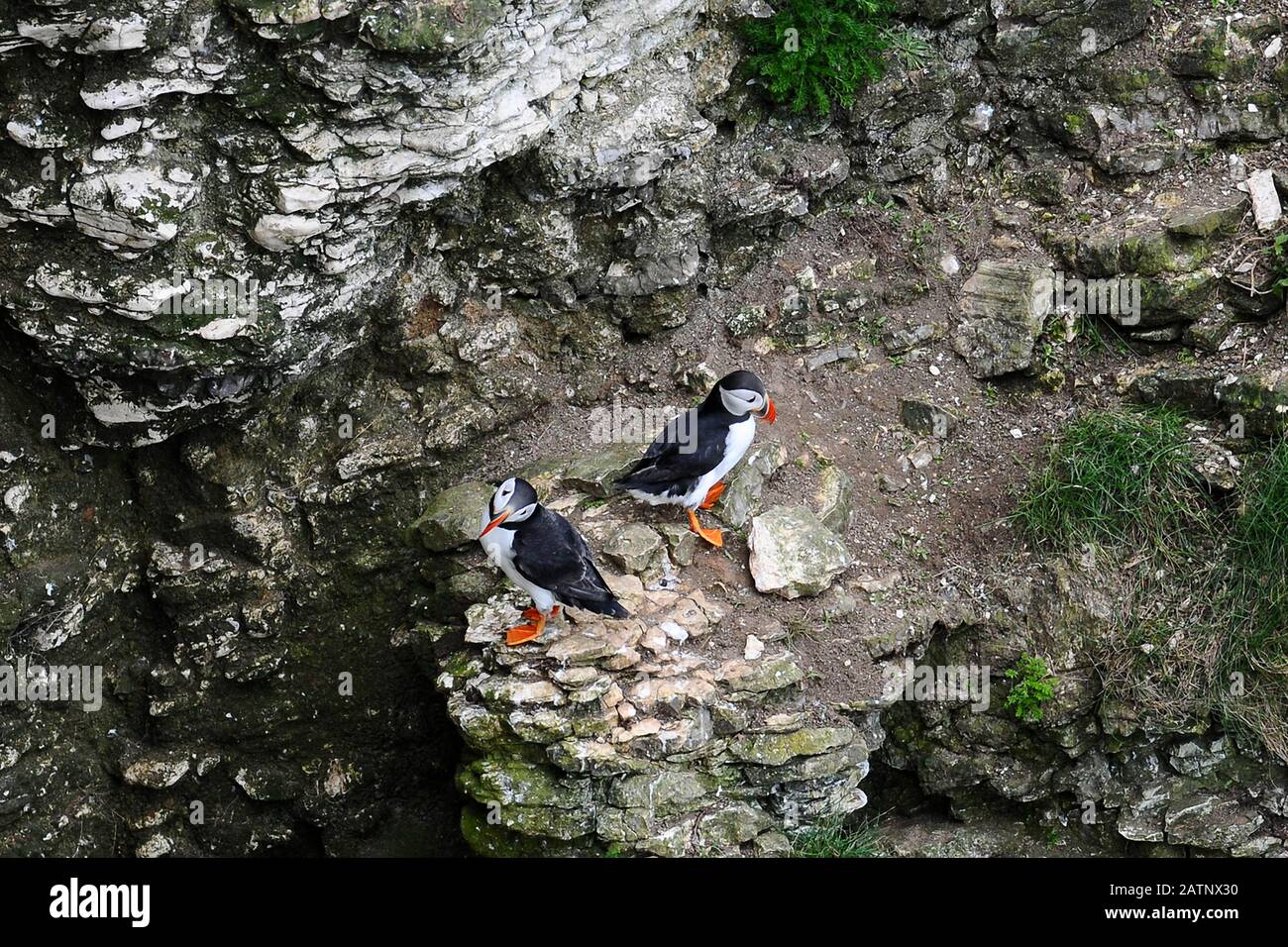 Puffin bempton cliffs hi-res stock photography and images - Alamy