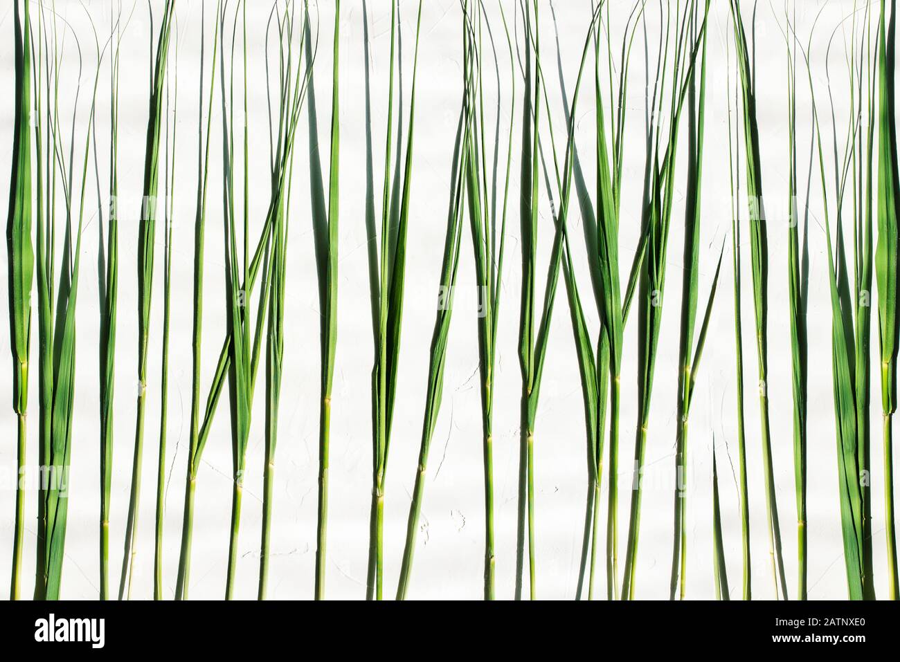 Green cane stalks on a white background with natural light. Rows of ...
