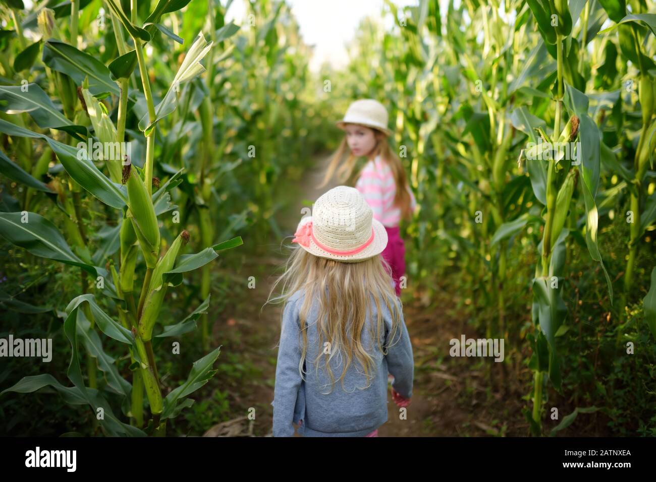 Two cute young girls having fun in a corn maze field during autumn ...