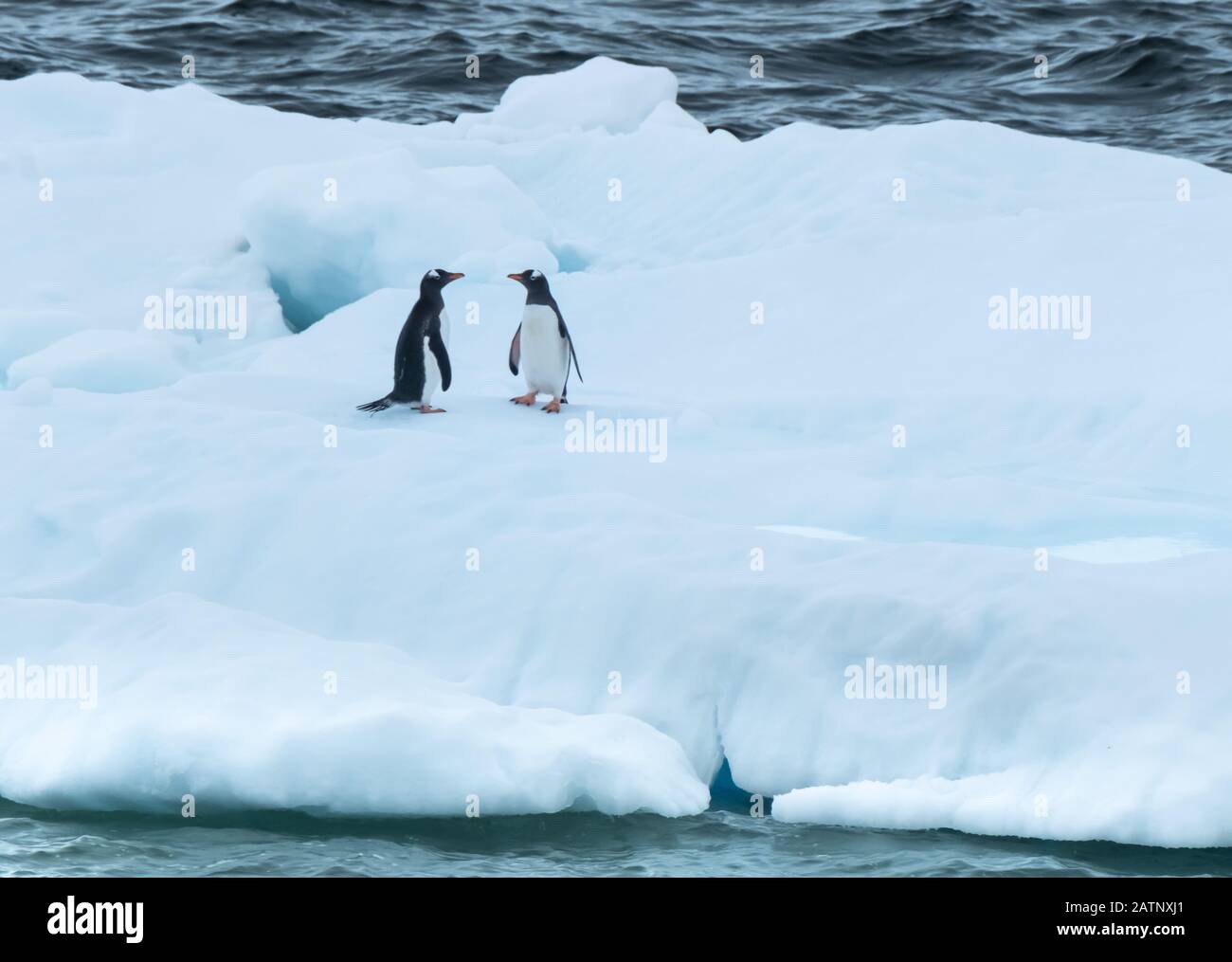 Penguins on an ice float, Paradise Harbor, also known as Paradise Bay ...