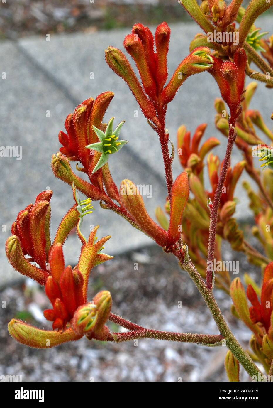 Kangaroo paw plant hi-res stock photography and images - Alamy