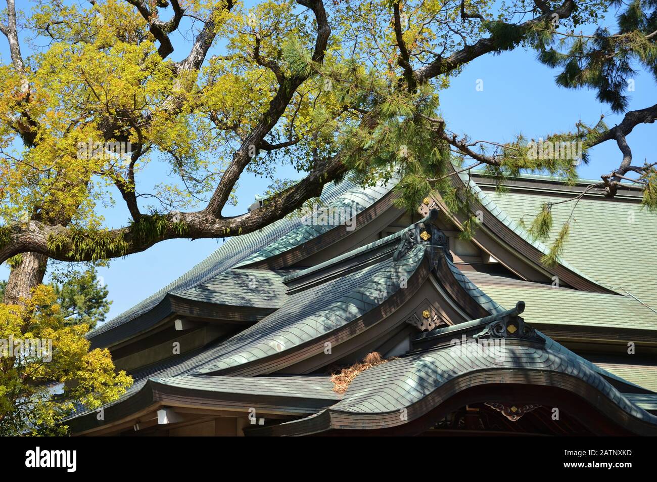 Tree branches cover the roof of the temple Stock Photo - Alamy