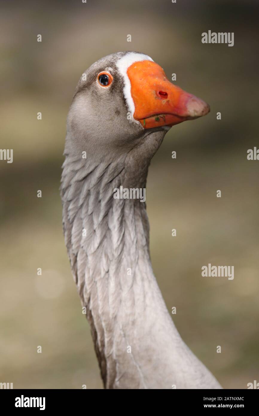 Grey goose hi-res stock photography and images - Alamy