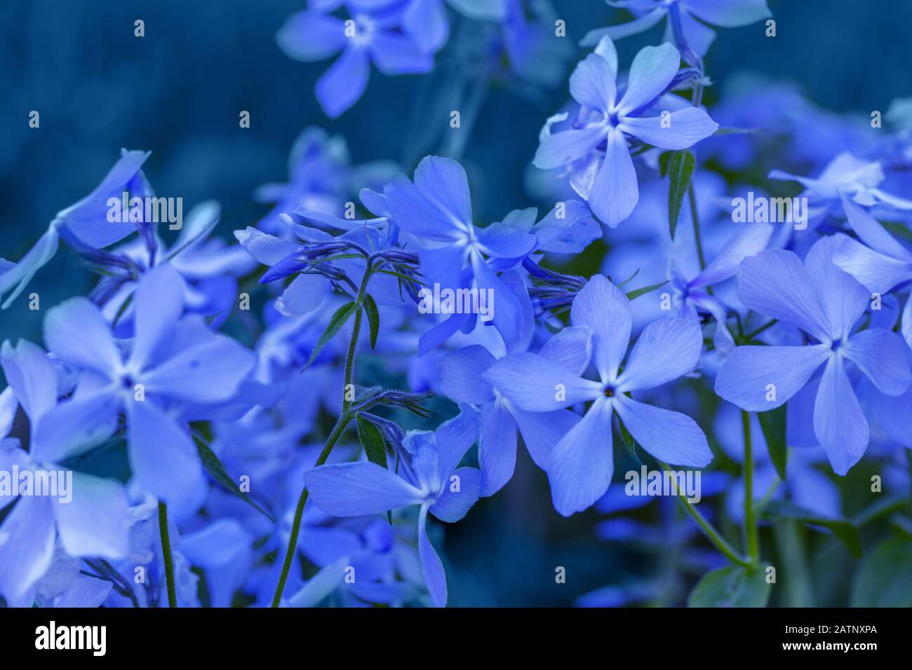 Phlox divaricata - wild sweet william - woodland phlox - wild blue ...