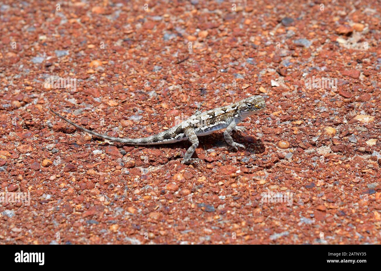 Australia, Western Heath Dragon Stock Photo - Alamy