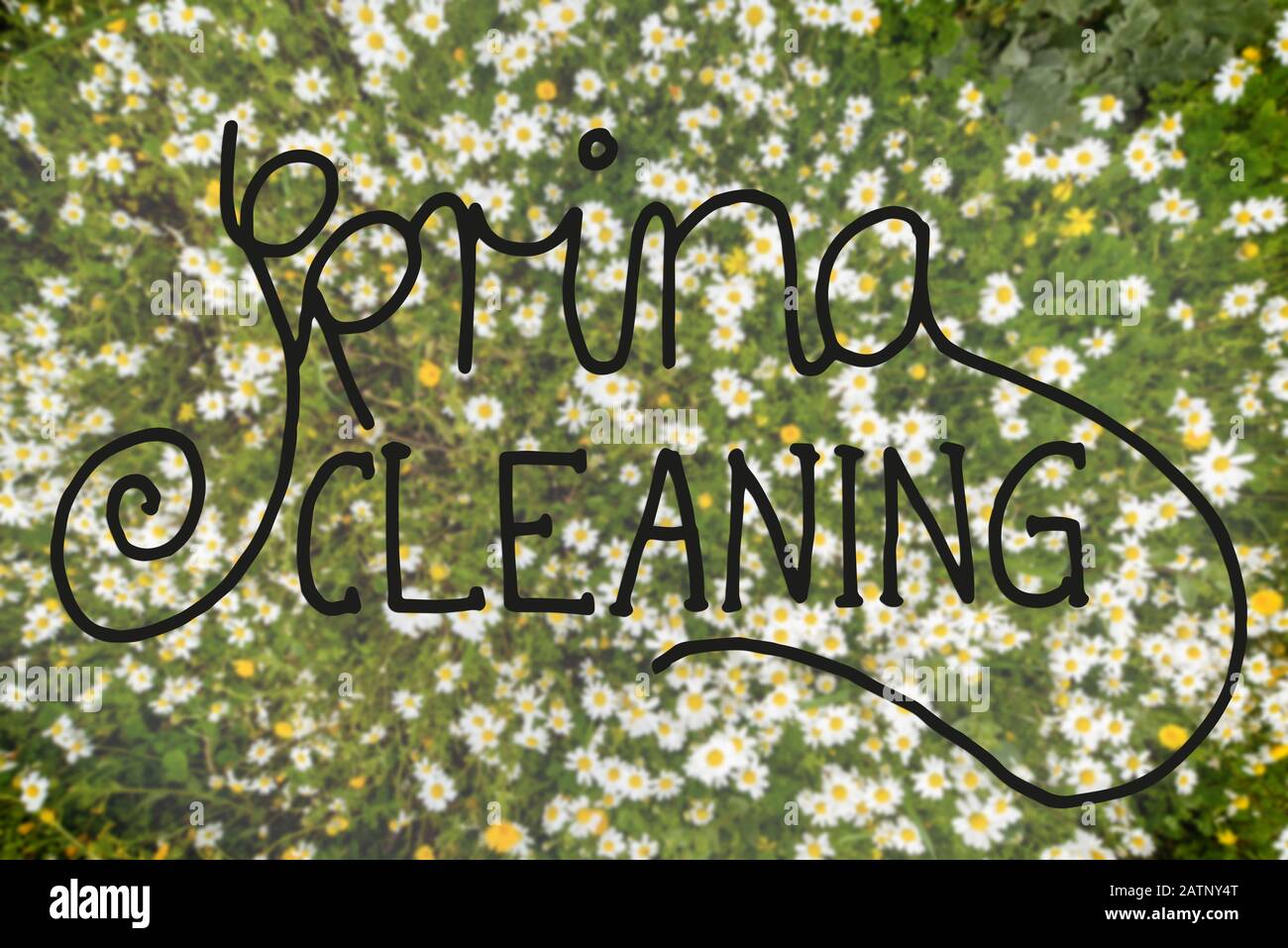 English Calligraphy Spring Cleaning. Top View Of Daisy Flower Meadow In ...