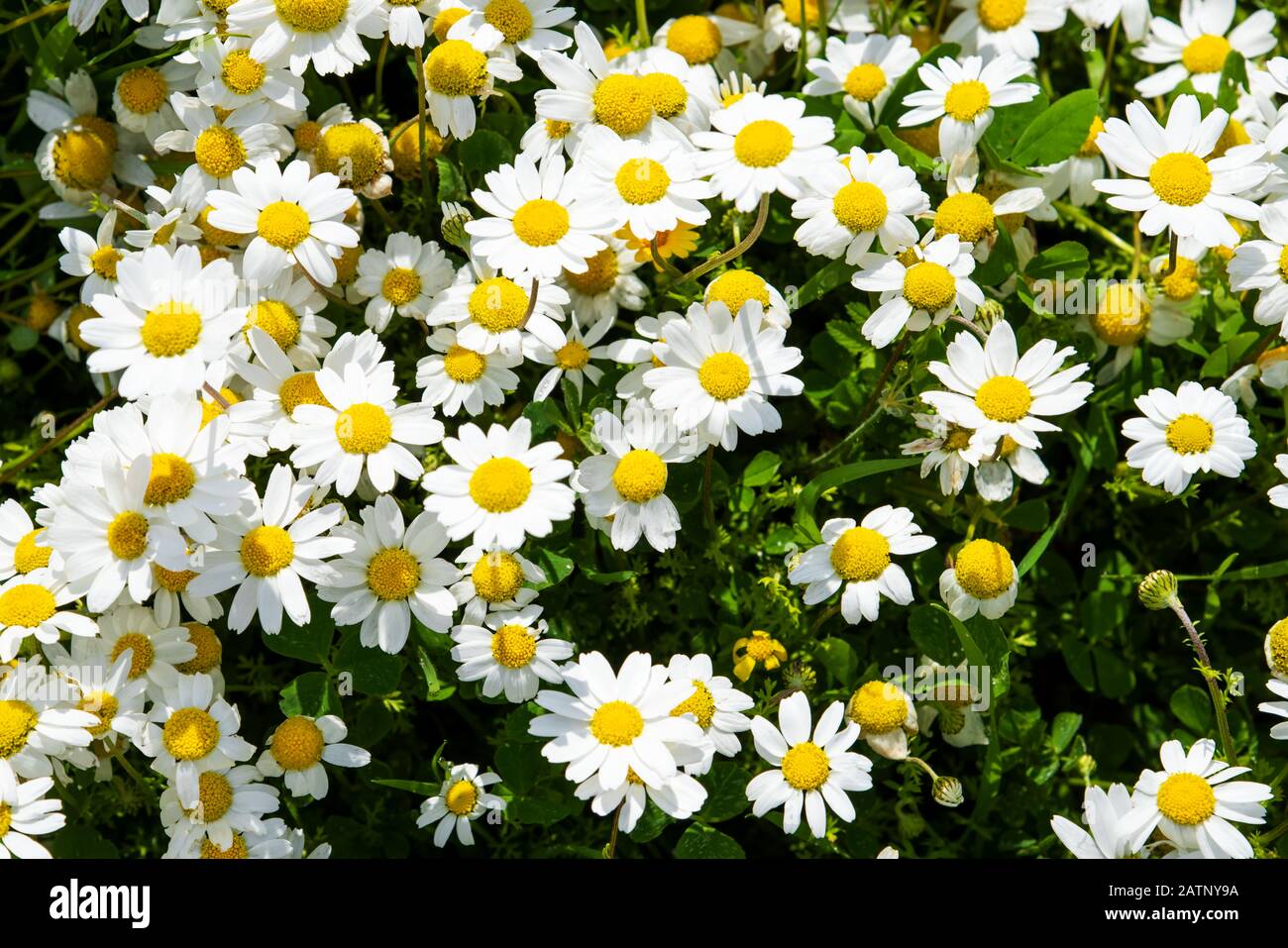 Beautiful Scenery Of White Daisy Flower Meadow In Spring Season. Green ...