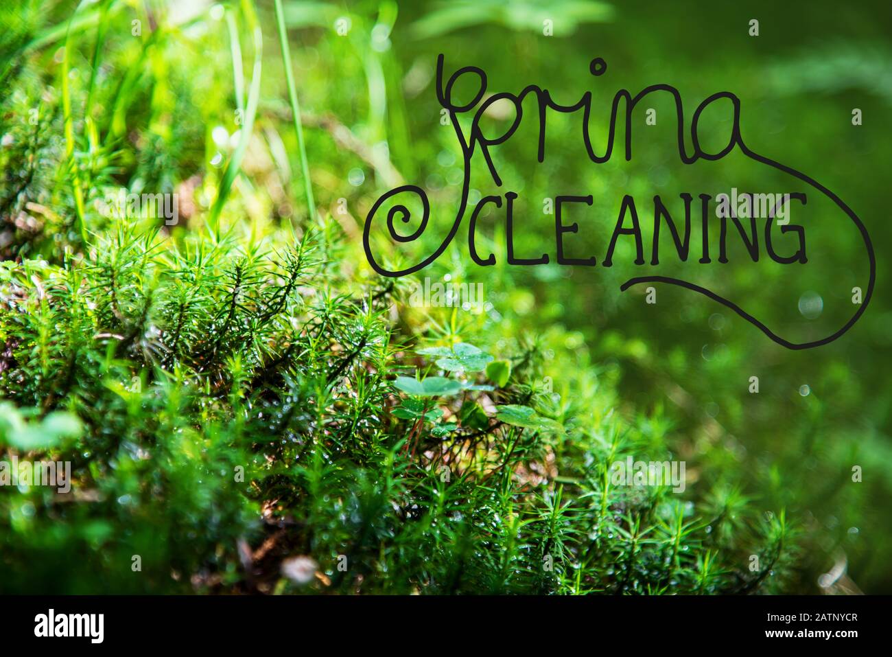 English Calligraphy Spring Cleaning. Fir Tree Branches And Green Grass ...