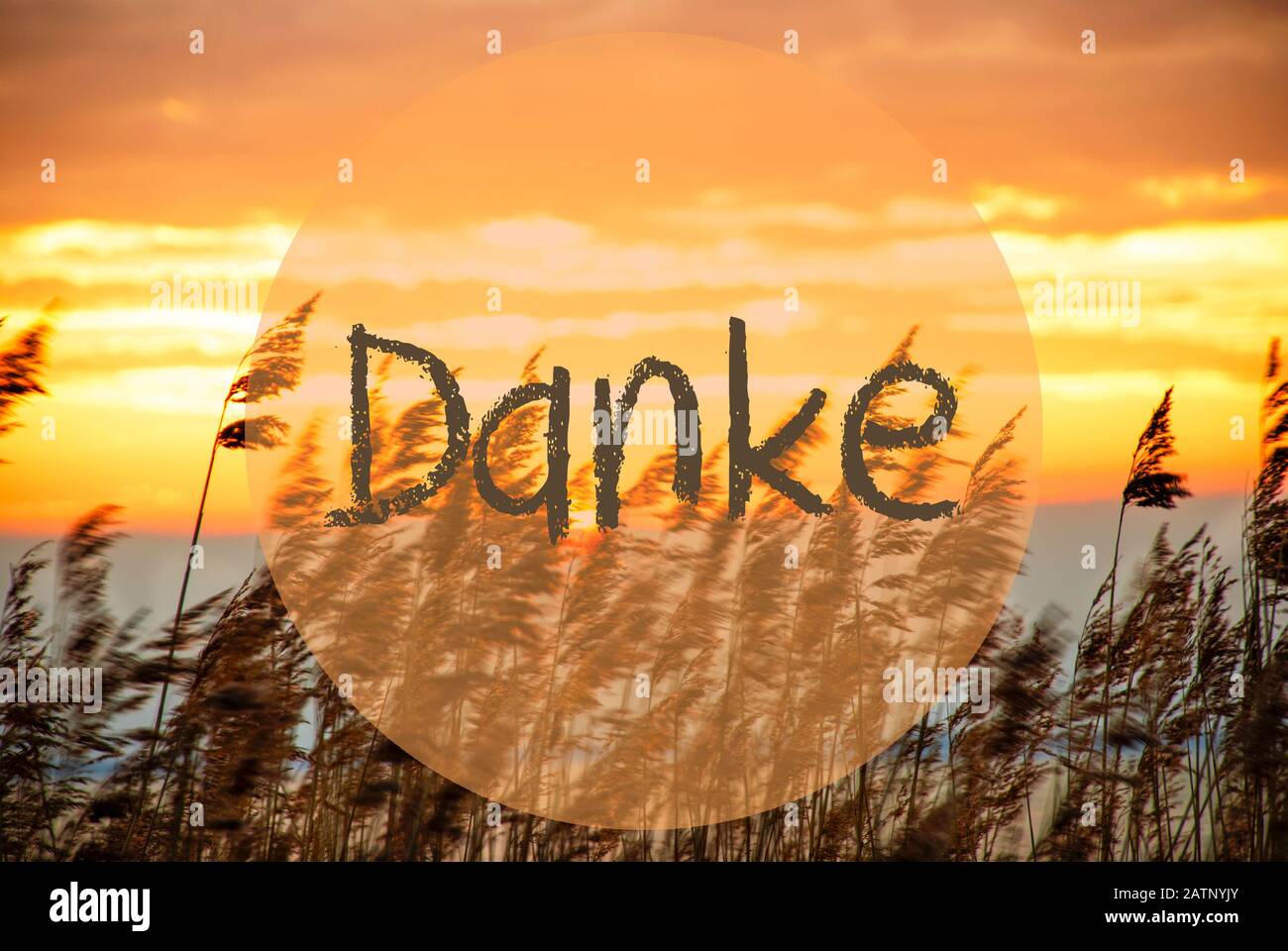 German Text Danke Means Thank You. Beach Grass At Sunrise Or Sunset In ...