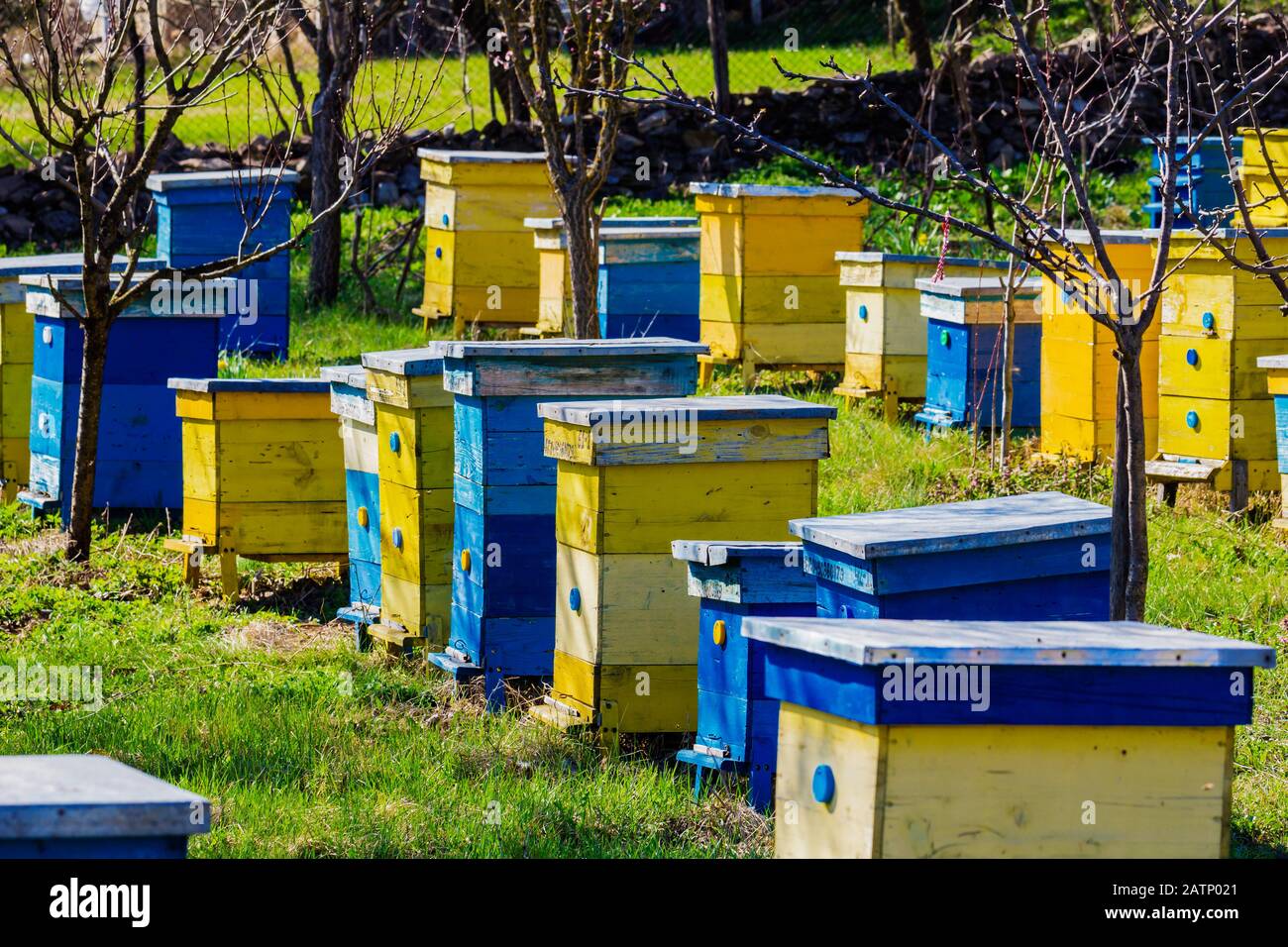 Blue and yellow beehives in garden Stock Photo - Alamy