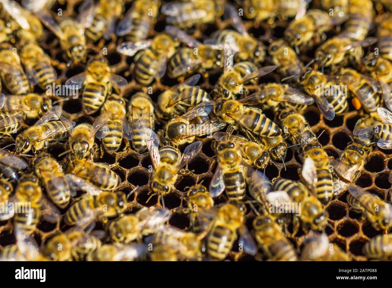 Working bees. Beekeeping Stock Photo - Alamy
