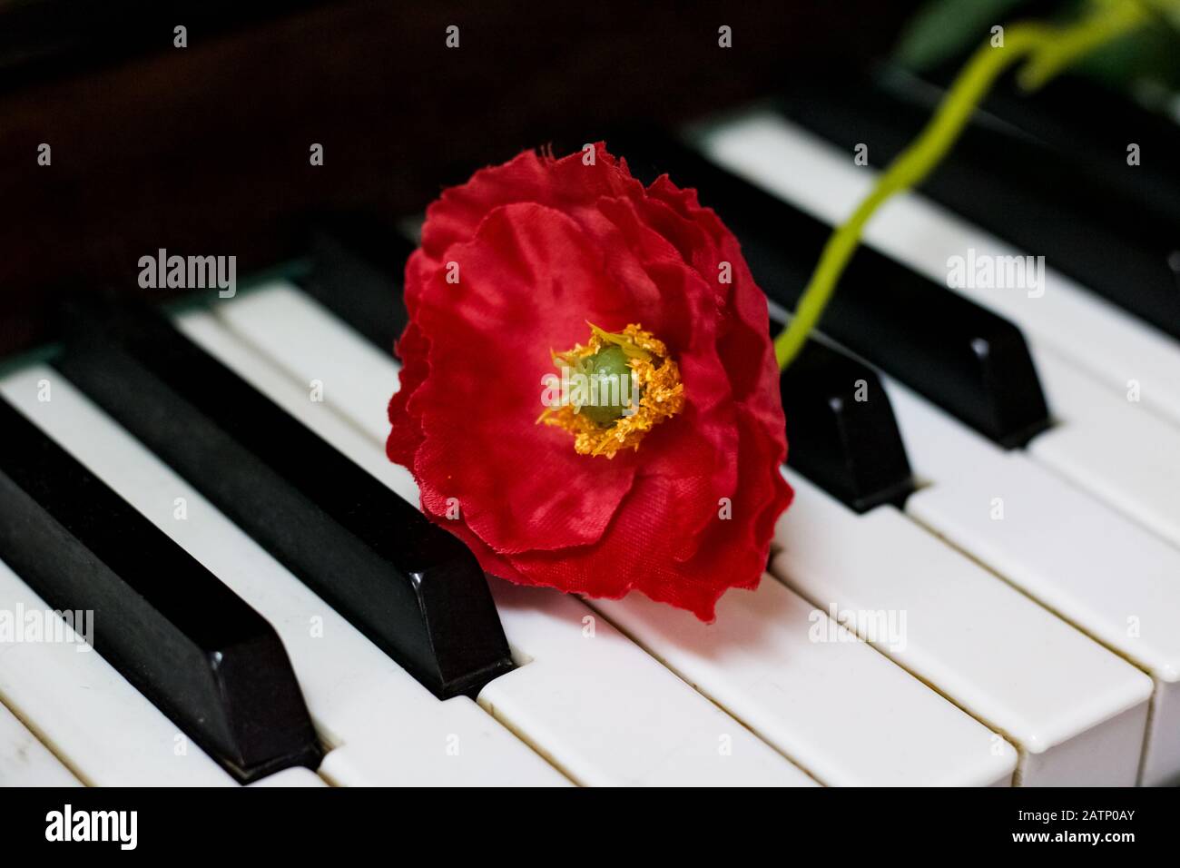 Flower rhythm hi-res stock photography and images - Alamy