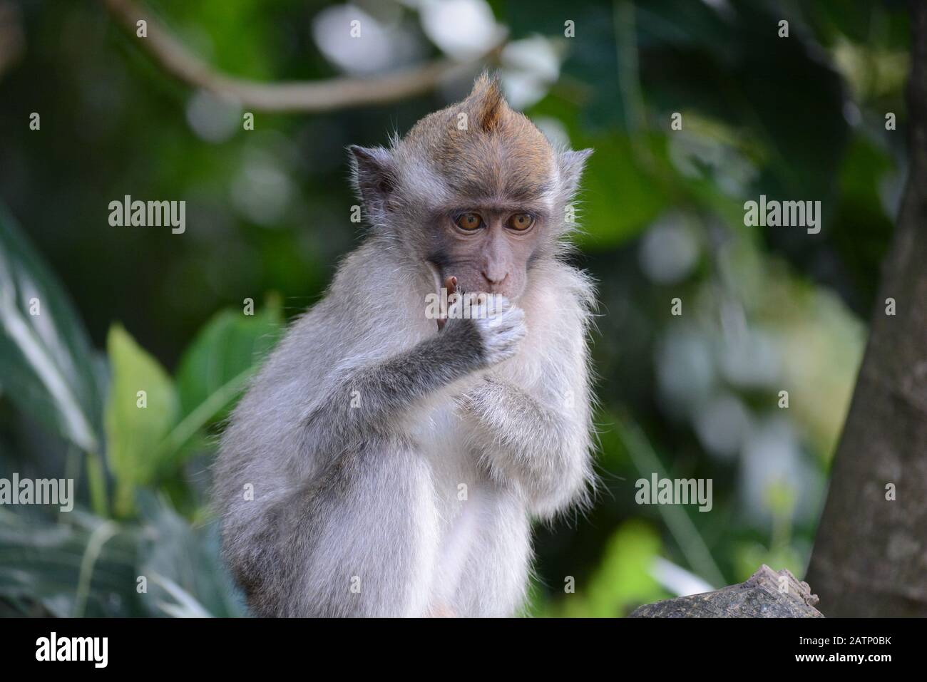 Monkey With Hands to Face in Bali Stock Photo - Alamy