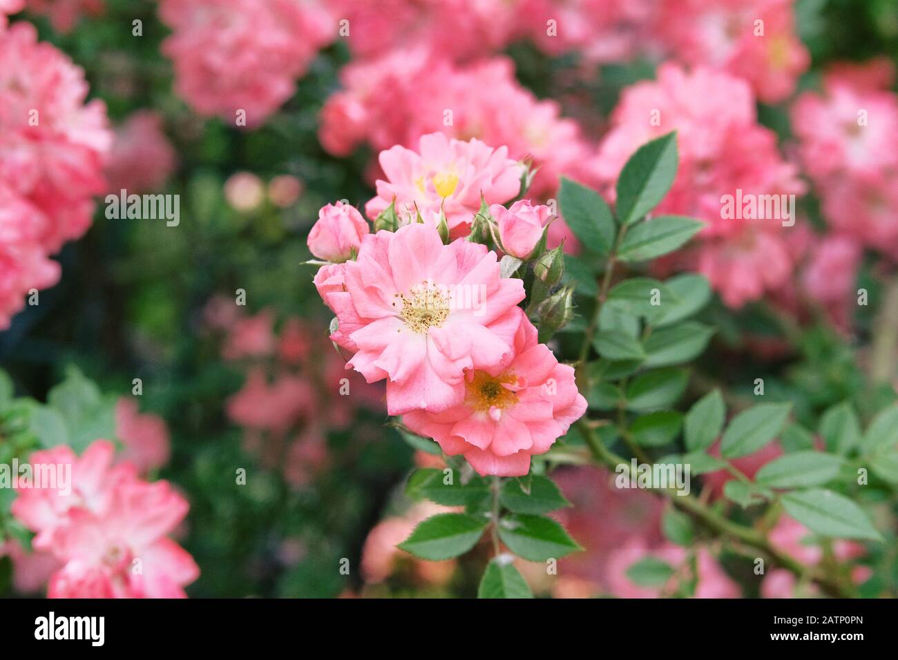 Pink Climbing Roses (Rosa) in a country cottage garden. Aromatic ...