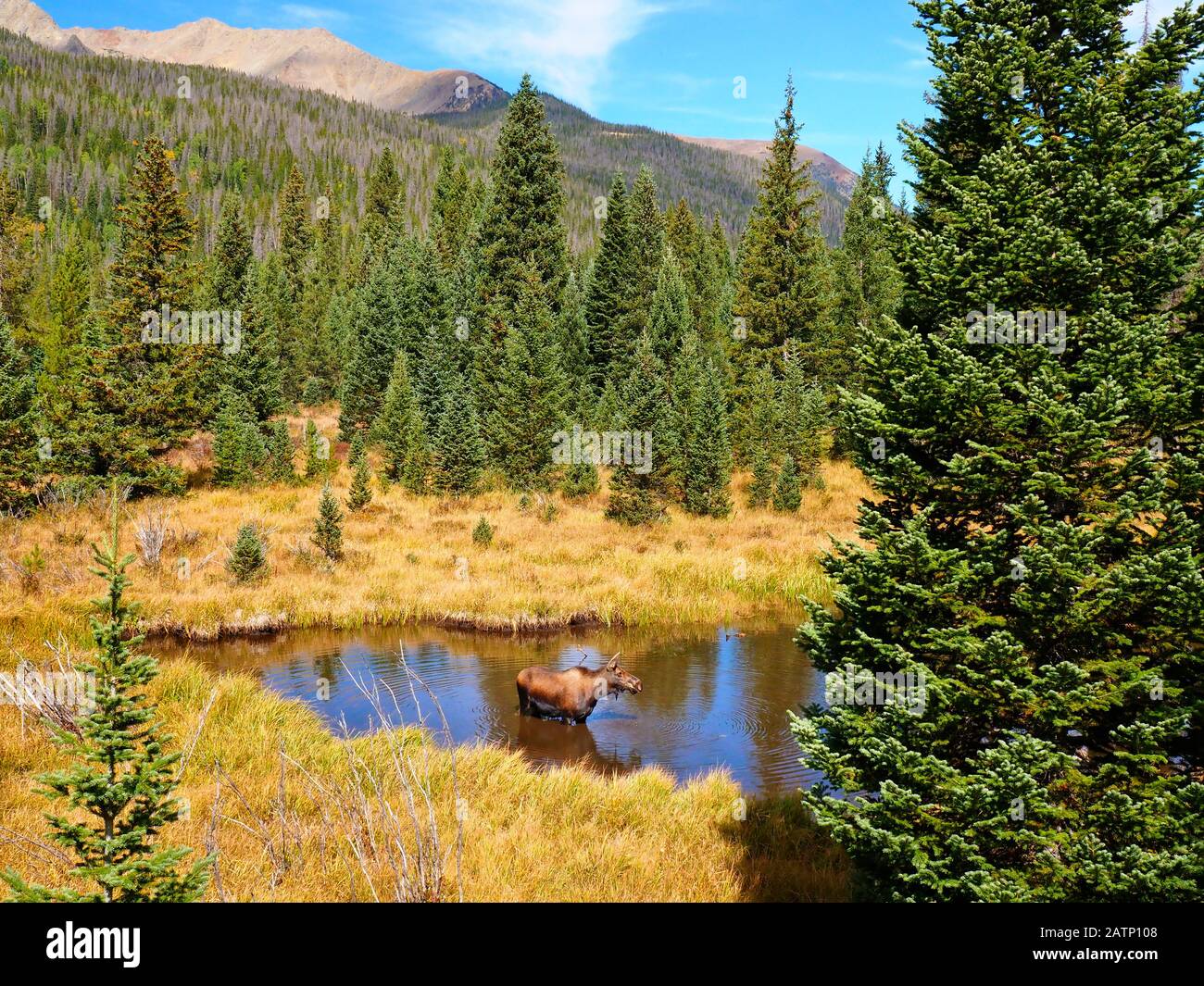 Moose ponds trail hi-res stock photography and images - Alamy