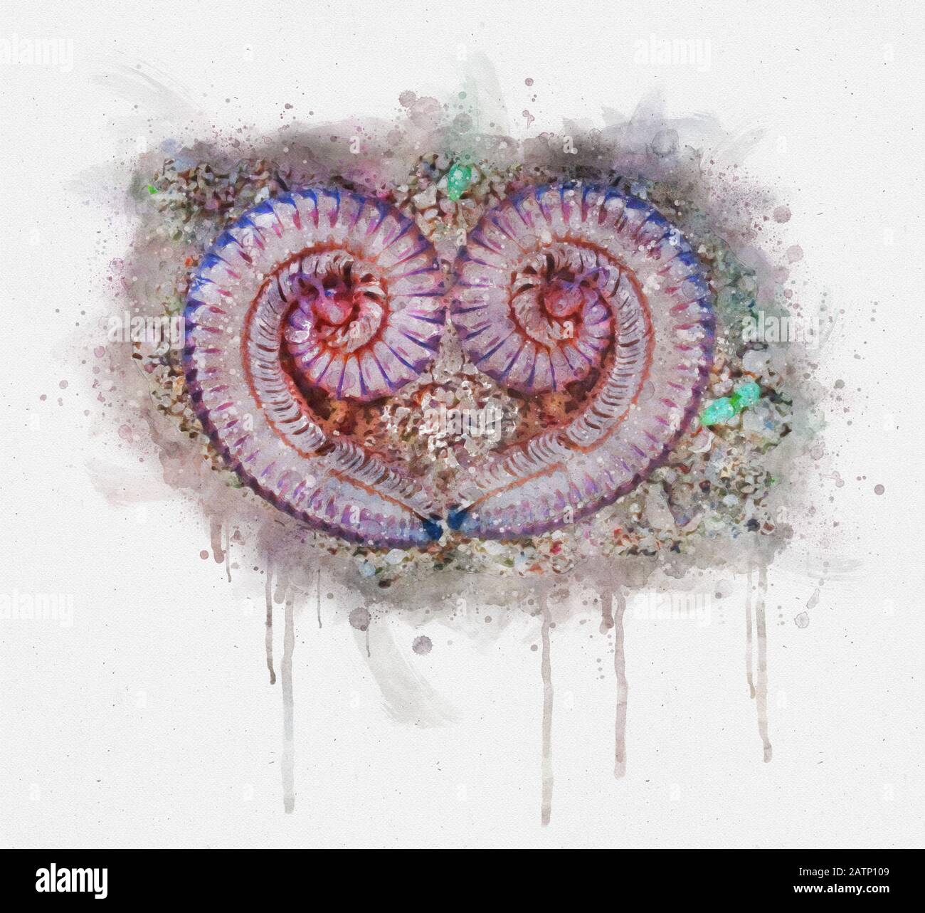 Watercolor worm hi-res stock photography and images - Alamy
