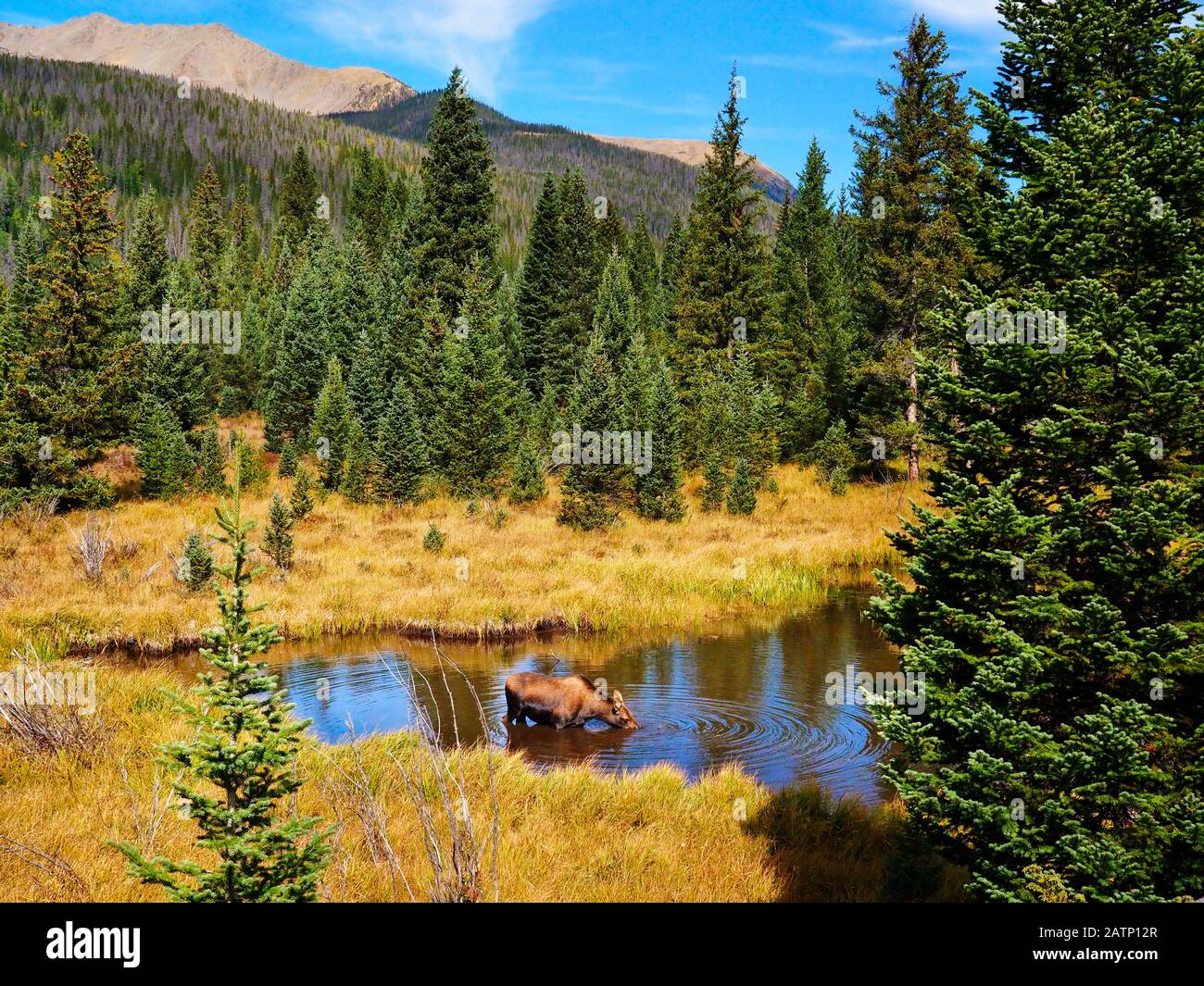 Moose, Beaver Ponds, Kawuneeche Valley, Rocky Mountain National Park ...