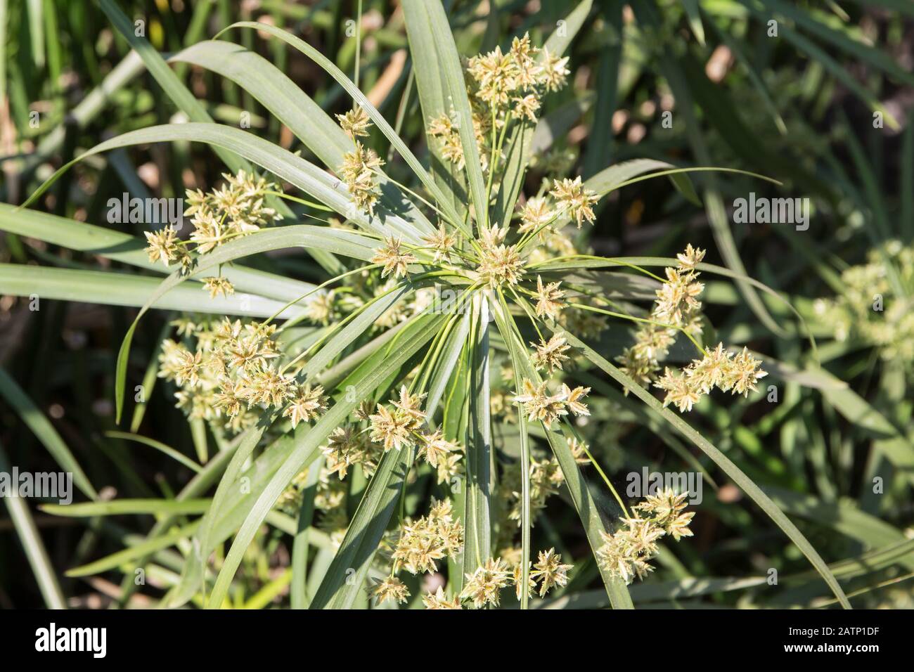 Close up Green Small Leaf of Papyrus tree Stock Photo - Alamy