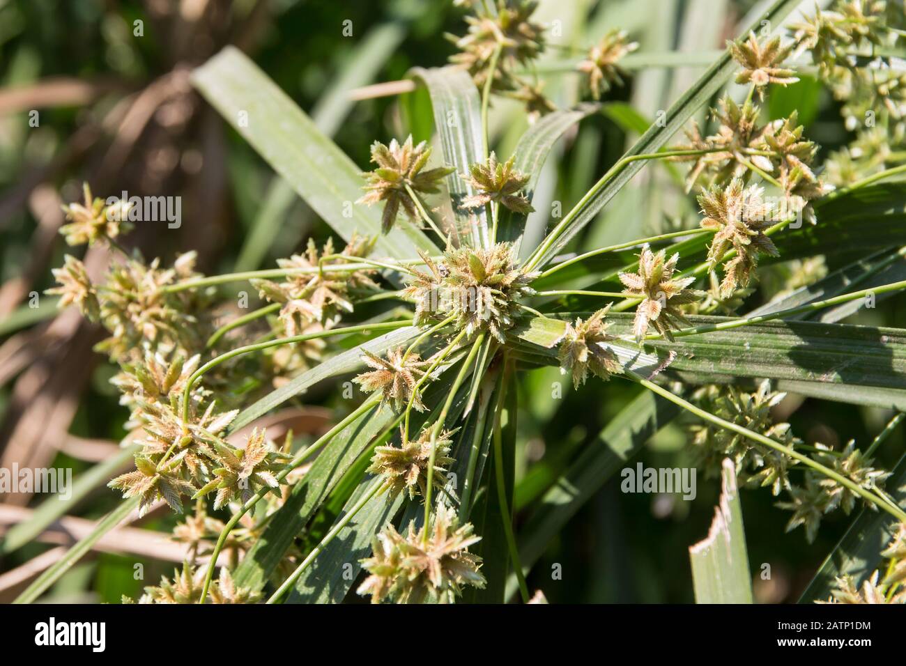 Close up Green Small Leaf of Papyrus tree Stock Photo - Alamy