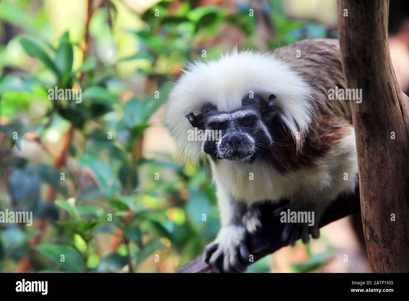 Closeup of the face of a cotton top tamarin monkey, critically ...