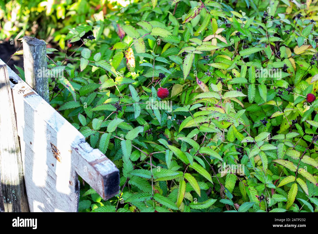 Tibetan raspberry hi-res stock photography and images - Alamy