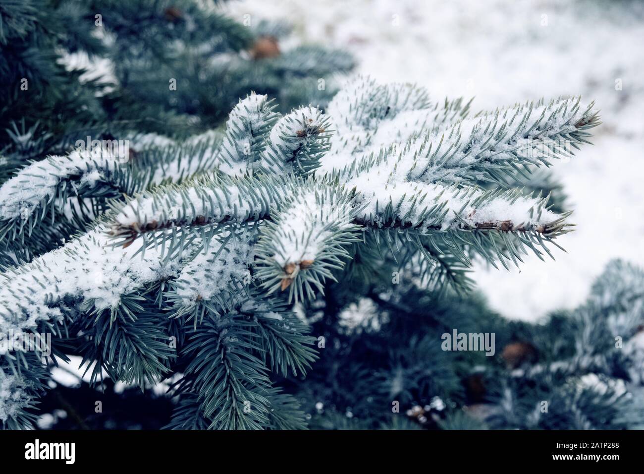 Snow on the branches of blue spruce close up Stock Photo - Alamy