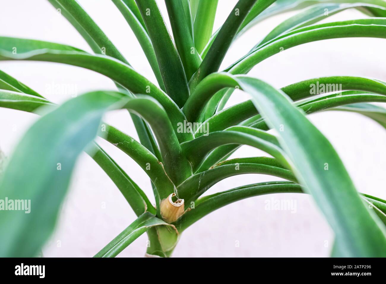 Thin long leaves hi-res stock photography and images - Alamy