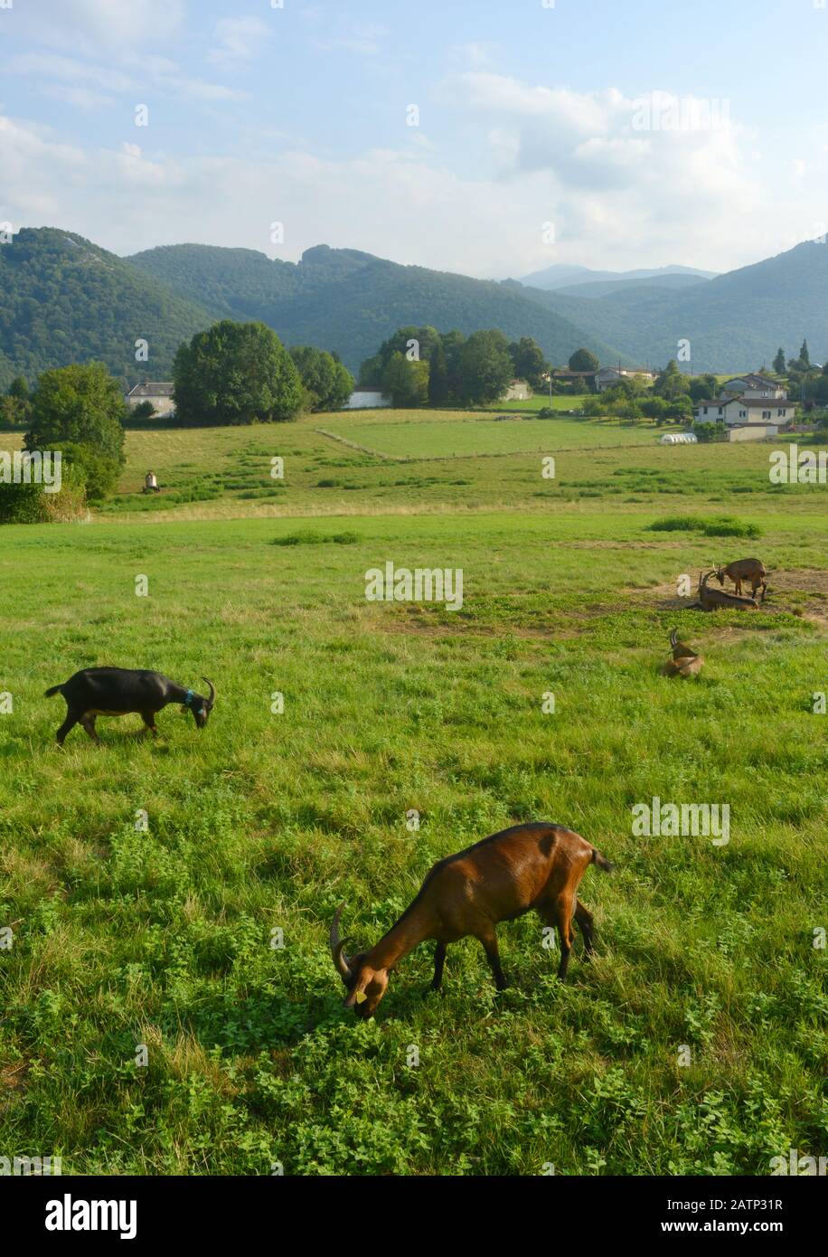 Goat in french pyrenees hi-res stock photography and images - Alamy