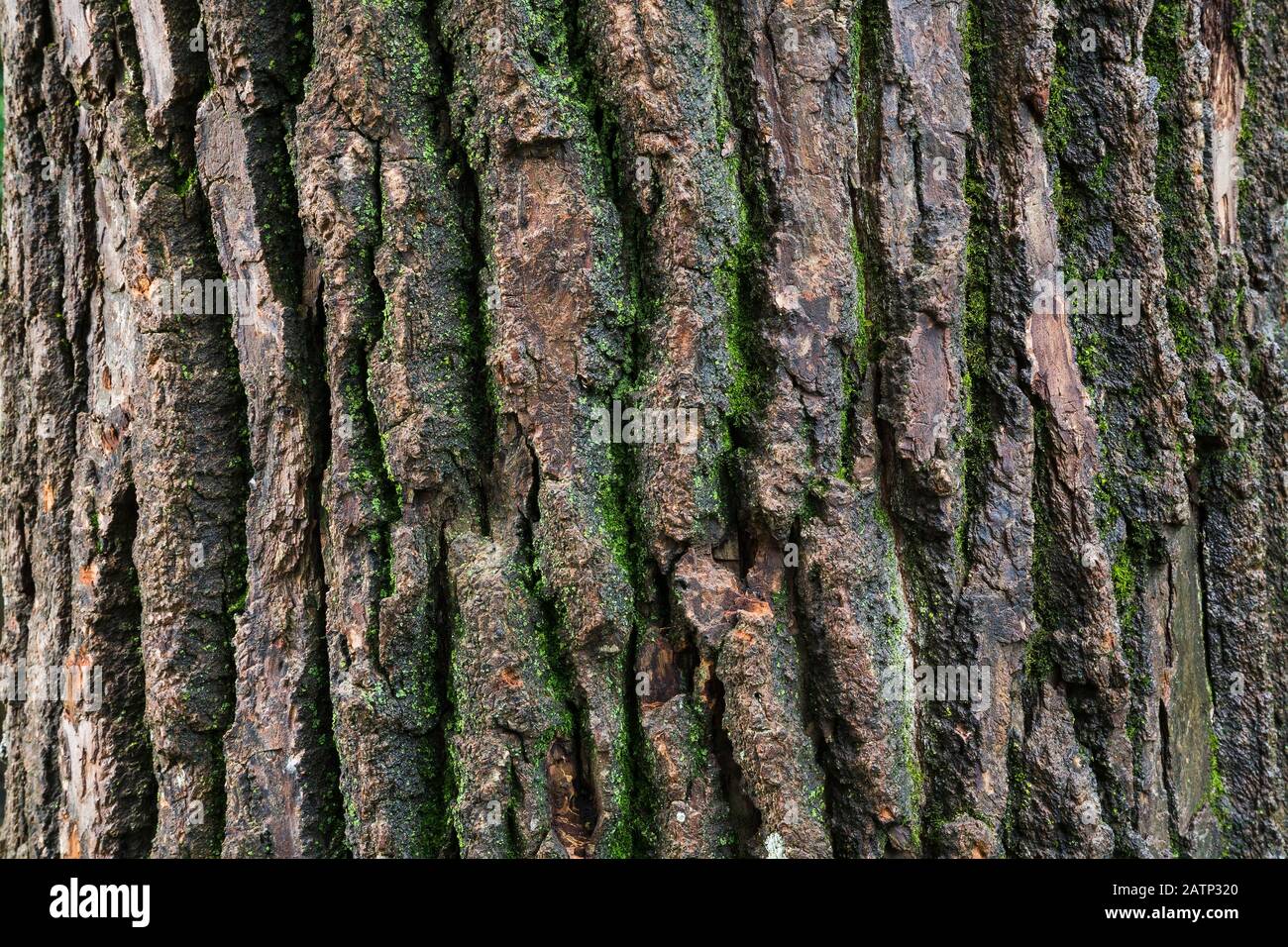 Wet cells hi-res stock photography and images - Alamy